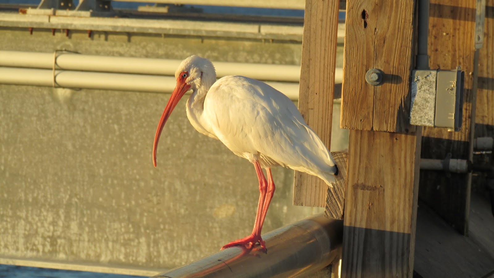 Adventures Of Toaster: 2017