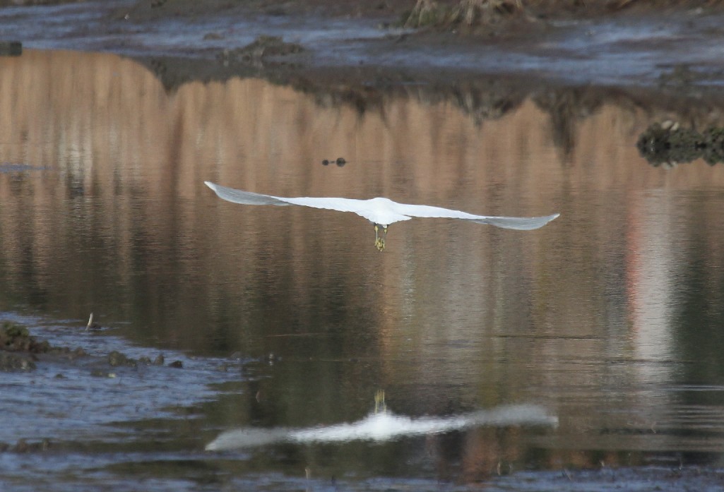 New England Coastal Birds: "Three Days of Winter Seabirding on Cape Cod ...
