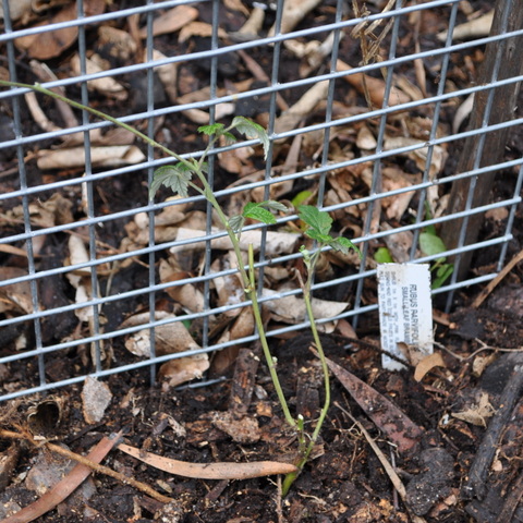Northcote Library Food Garden: Indigenous / Native Food Garden