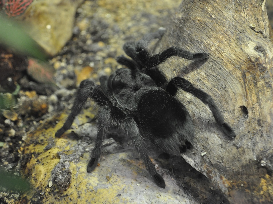 ZOOTOGRAFIANDO (6.100 ANIMALS): TARÁNTULA NEGRA BRASILEÑA / BRAZILIAN ...