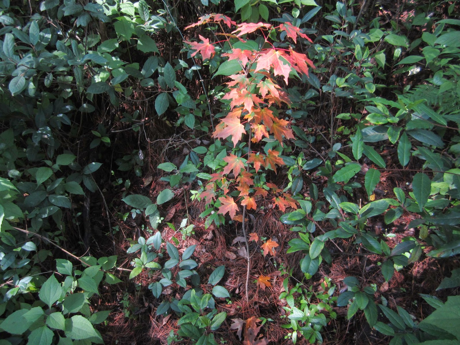 Los árboles: Maple (Arce) Canadiense