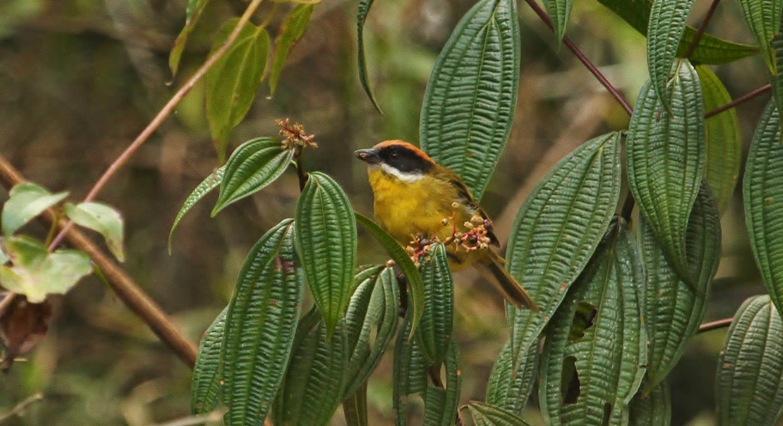 Nuestro bello mundo...: Birding Tour in the Andes, Merida and Barinas ...