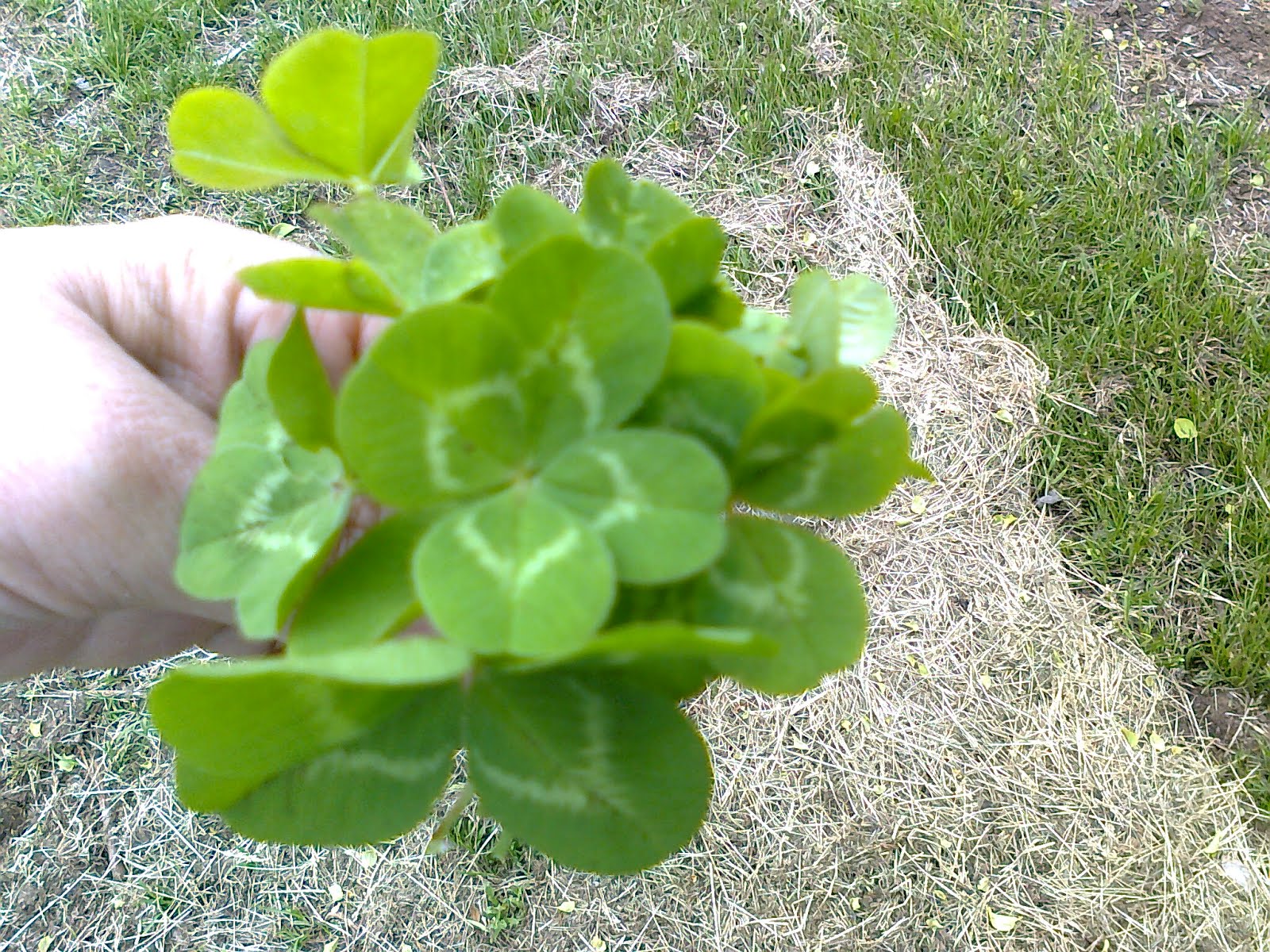 era la mattina di natale...: Il quadrifoglio