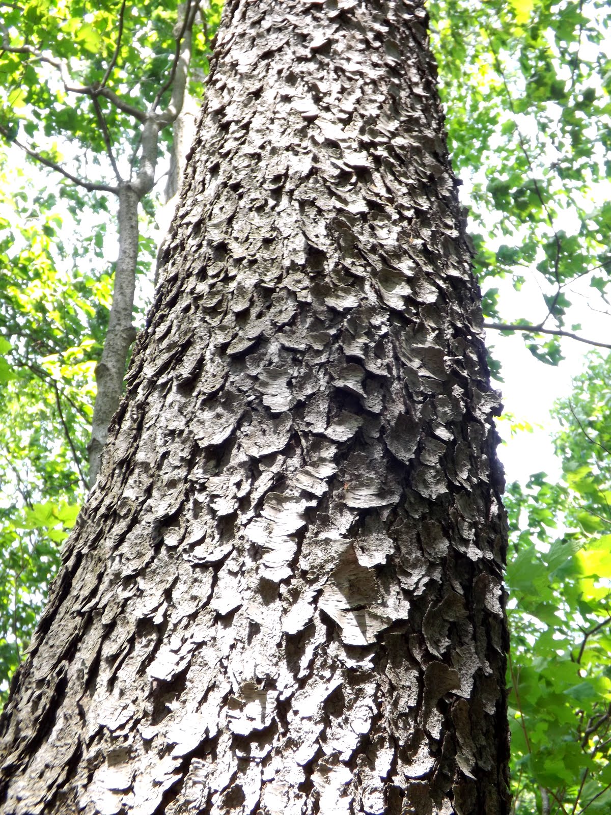 Unearthing My Creative Identity: Anna Brand Hammer Nature Preserve ...