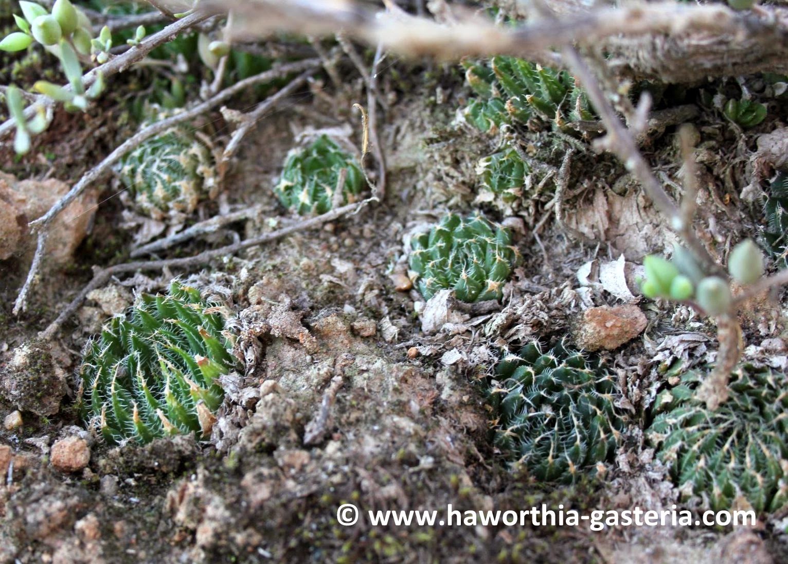 All you wanted to know about Haworthias, Gasterias and Astrolobas ...