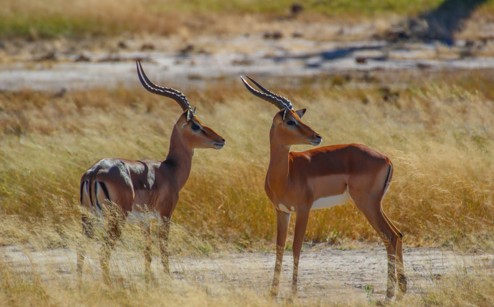 Cannundrums: Common Impala