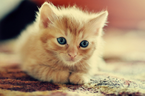 Sweet animals - Women's corner