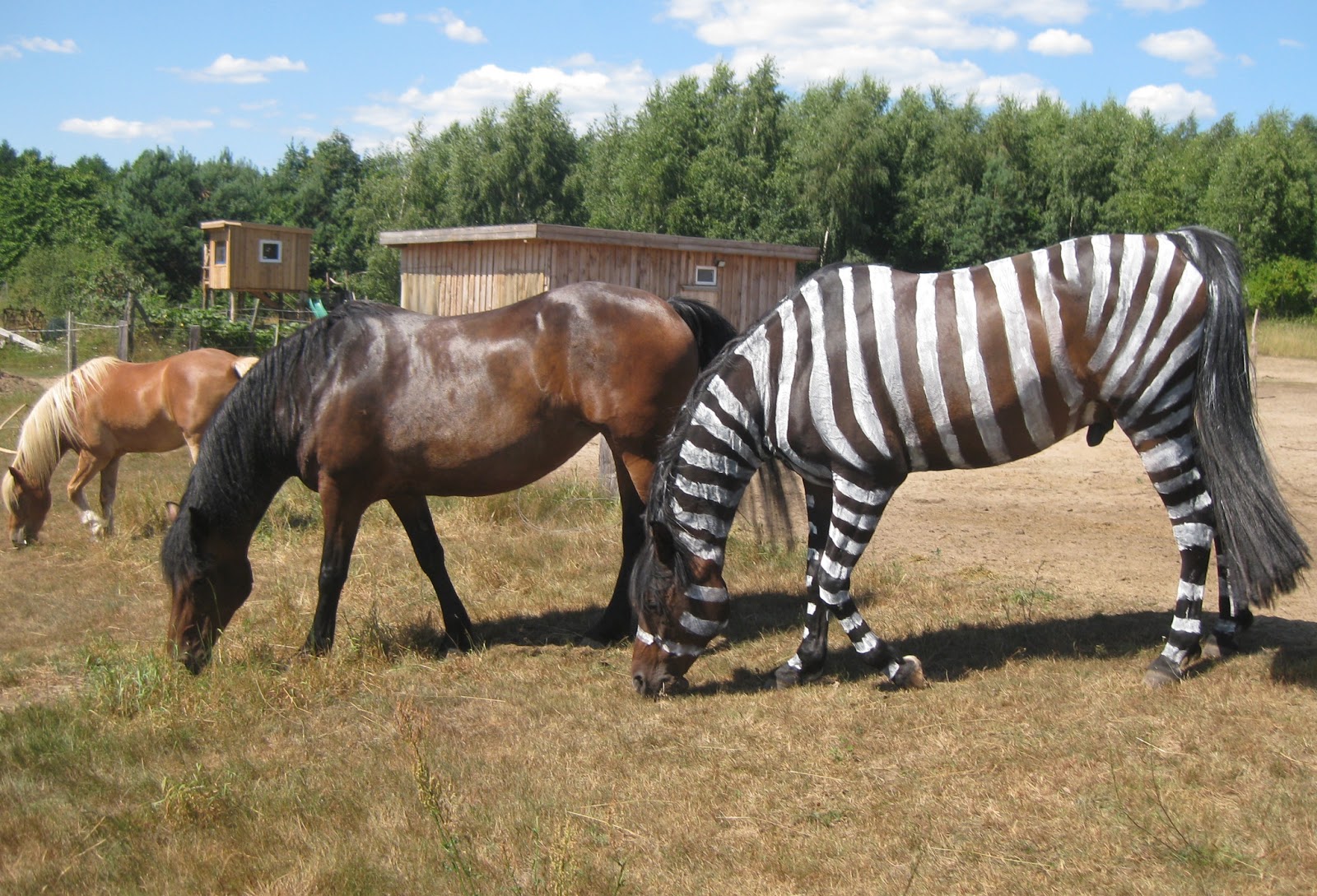 Blog von www.fühlend-reiten.de: Neuer Trend ? - Zebra - Look