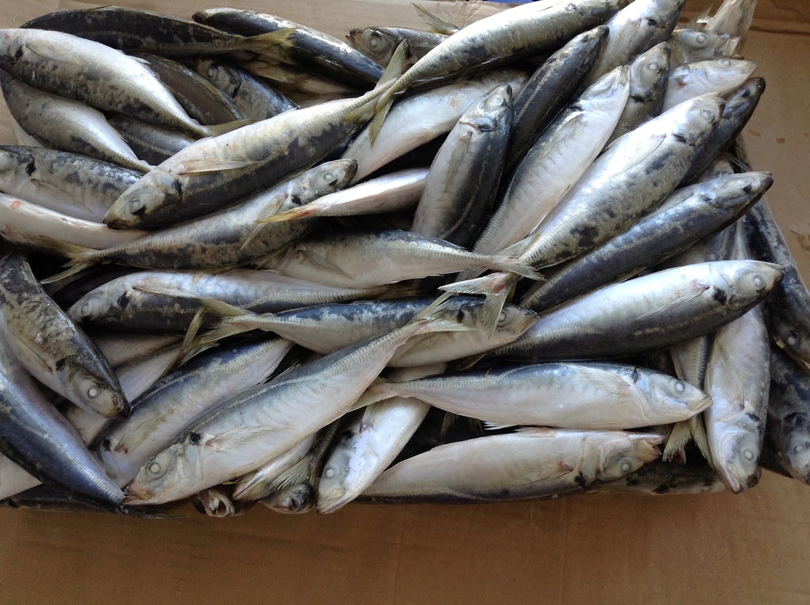 ROUND SCAD - VIET SEAFOOD CO.,LTD