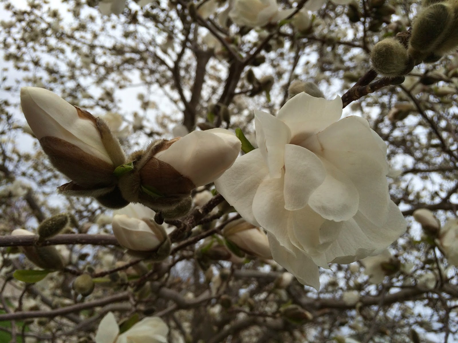 Calamitous Botanicus : Flowers Bloom & Burt Gets to Work