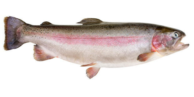 Kiisukeauh: Mee - sojakastmega forell.