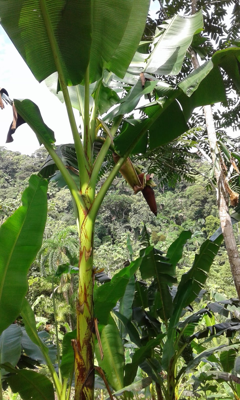 Prácticas de precosecha, cosecha y poscosecha del Bananito o Banano ...