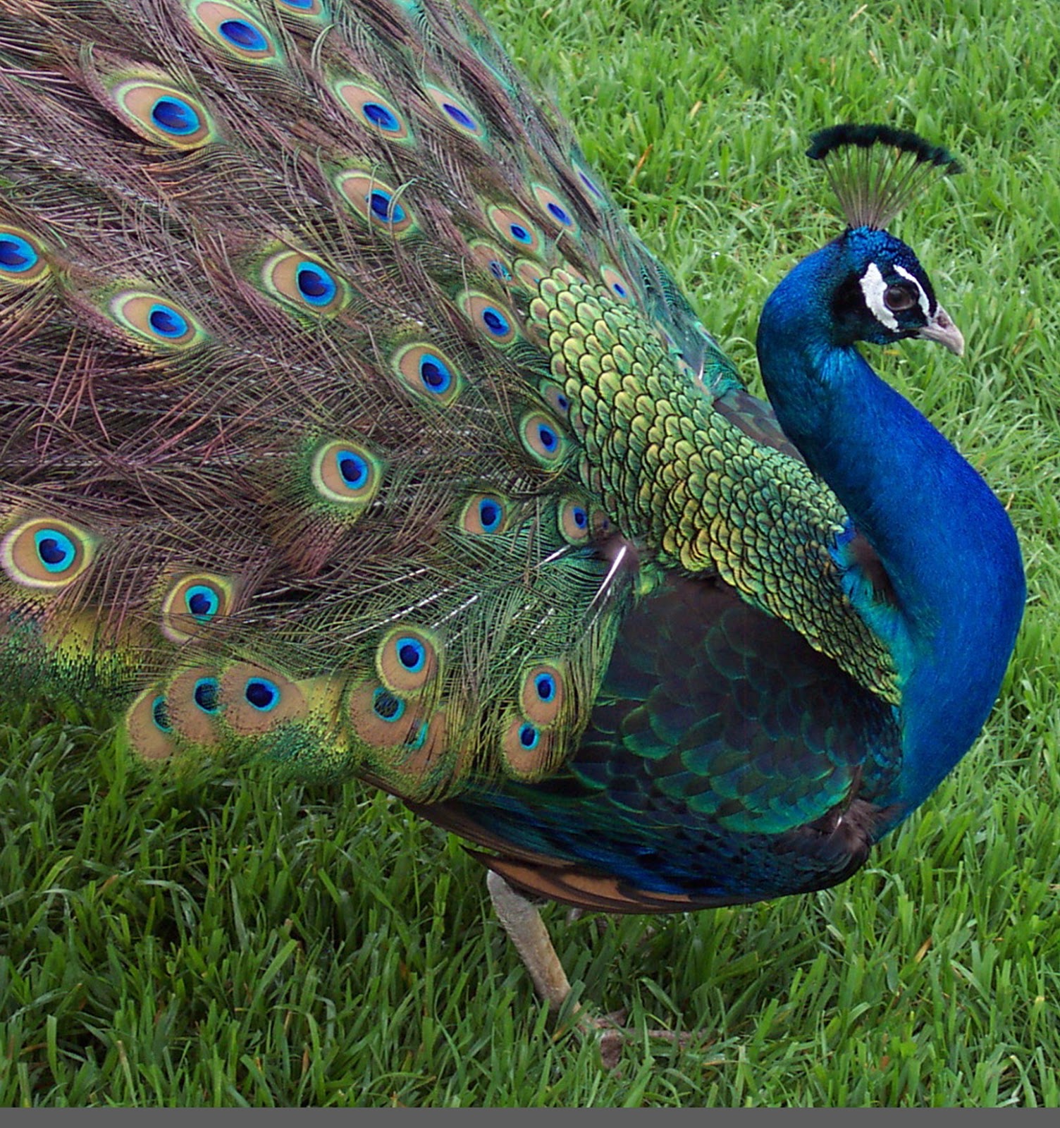 Merak India - Burung