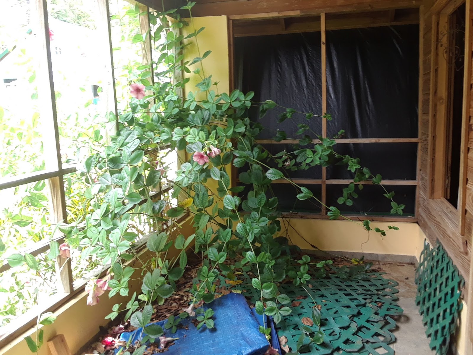 tj ranch-puerto rico vacation