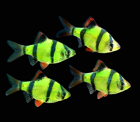 What size glofish tank should I set up?