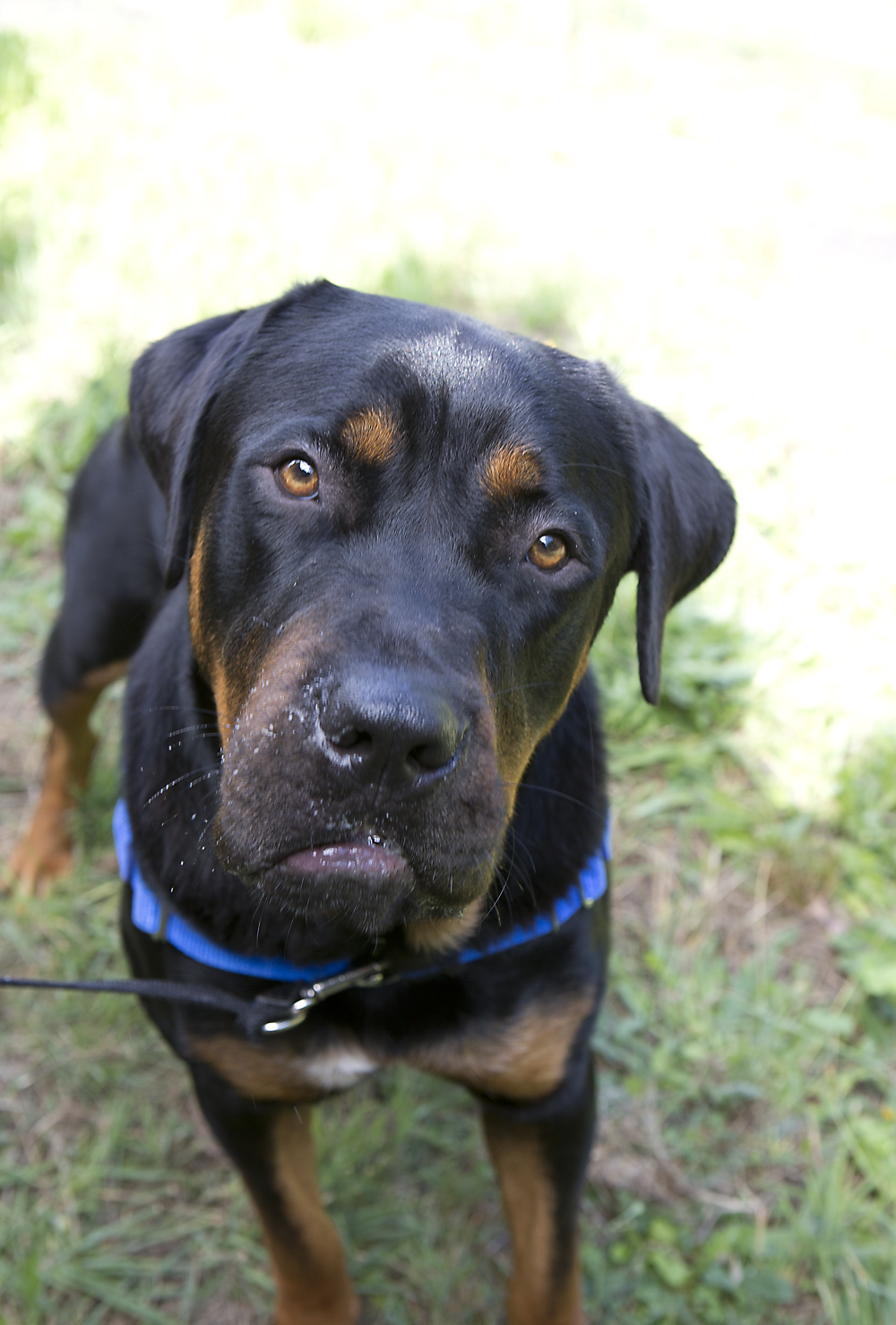 Shelter Dogs of Portland: "JILLIAN" big hearted Rottie mix!