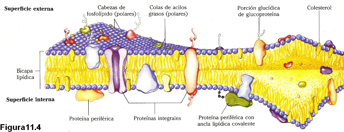 Biologiadesegundo
