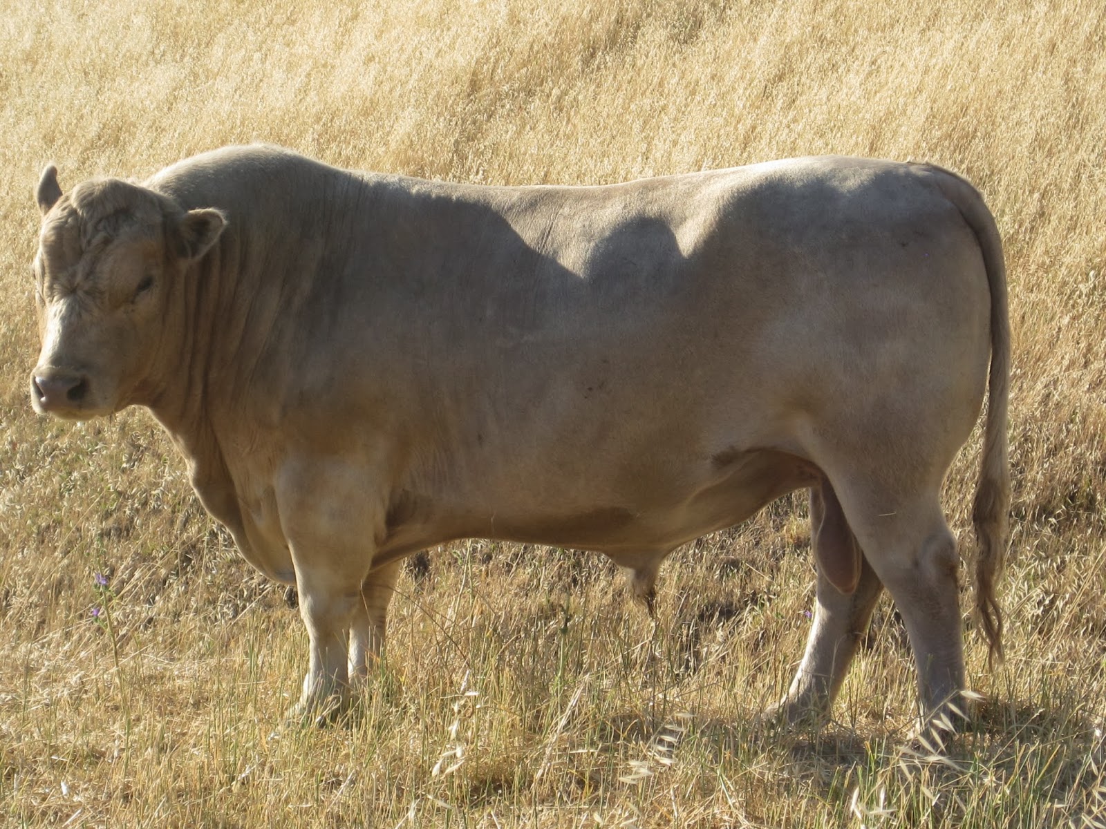 JAVID SQUARE MEATERS CATTLE STUD: SIRES