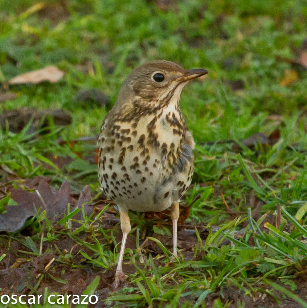 AVESANTURTZI: ZORZALES