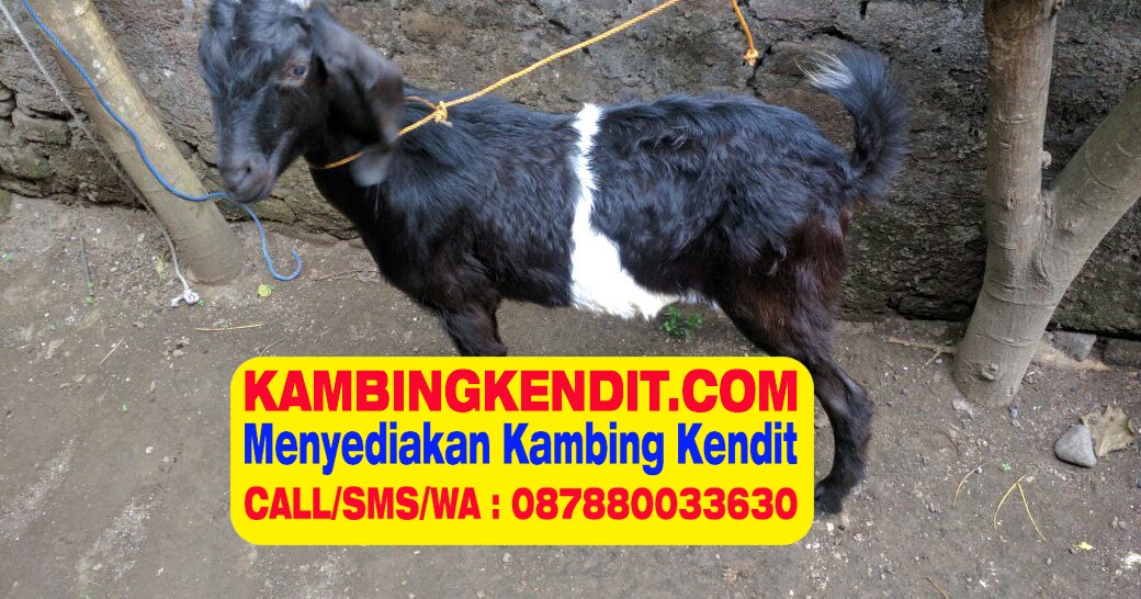 087880033630 Jual kambing wedus kendit harga murah jakarta Timur