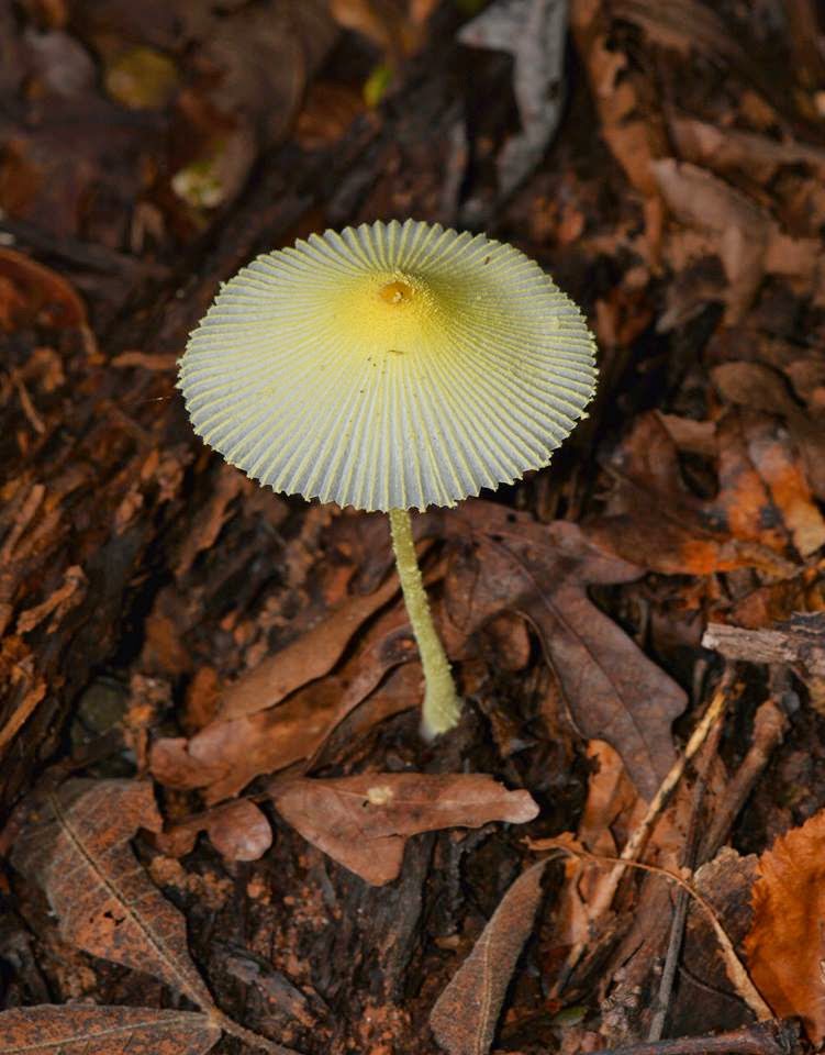 Nature Ramblers: July 24 2014 Ramble Report