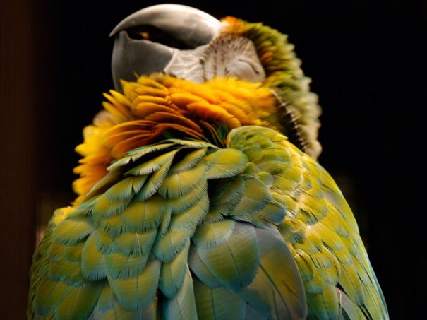 40+ Great Close-Up Shots of Animals | Design Arena
