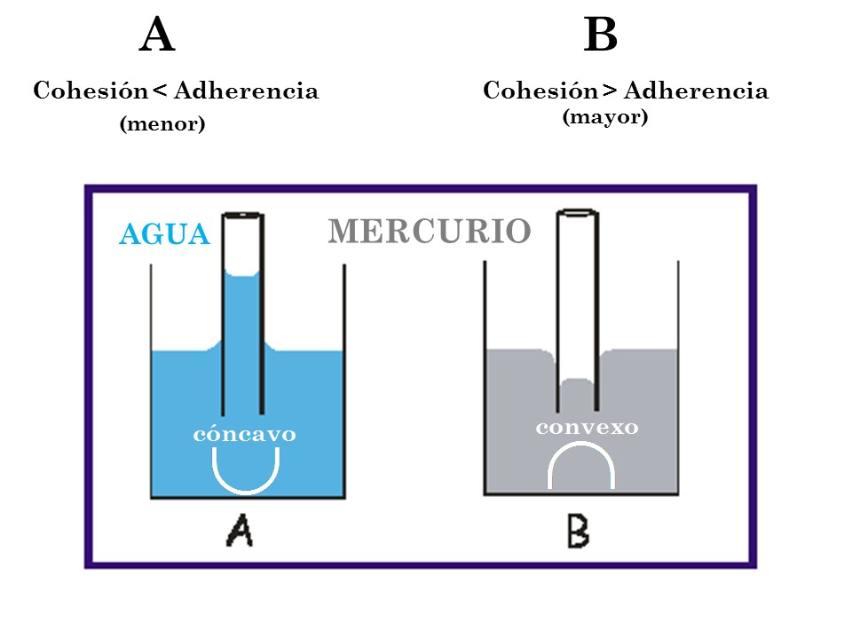 Física: Presentación Capilaridad
