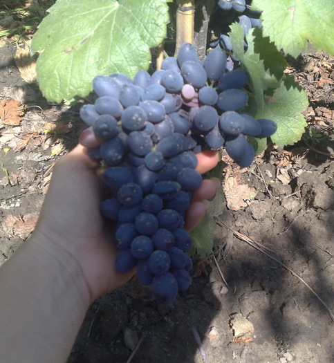 Lucruri Bune: Istoria debuşonată ep.4: soiuri de struguri din Moldova ...