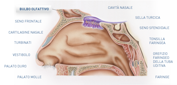 L'olfatto. Anatomia.