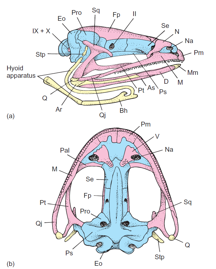 Ciencias de Joseleg: El cráneo de los vertebrados con mandíbula, anfibios