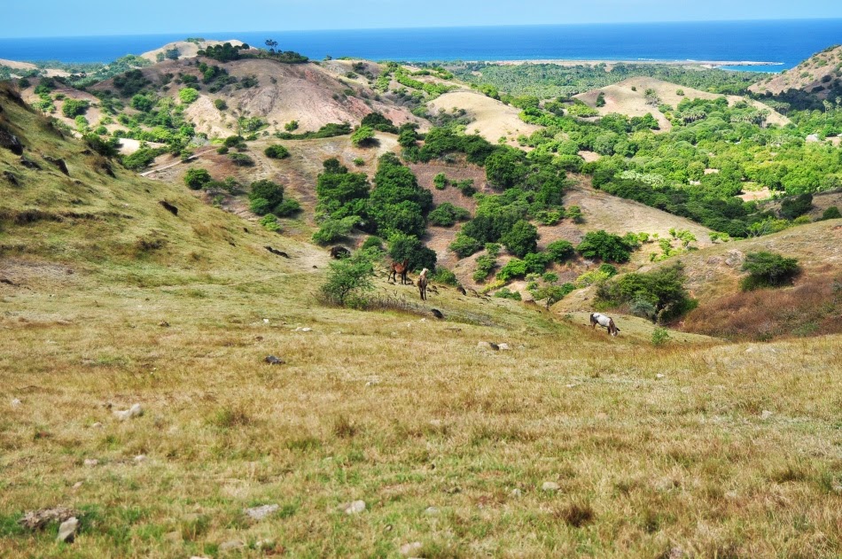 Keindahan Wisata Pulau Sabu Dan Raijua Kupang - NTT ~ Wisata Indonesia