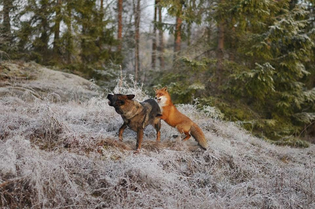 Dog and wild fox are best friends (10 pics + video) | Amazing Creatures