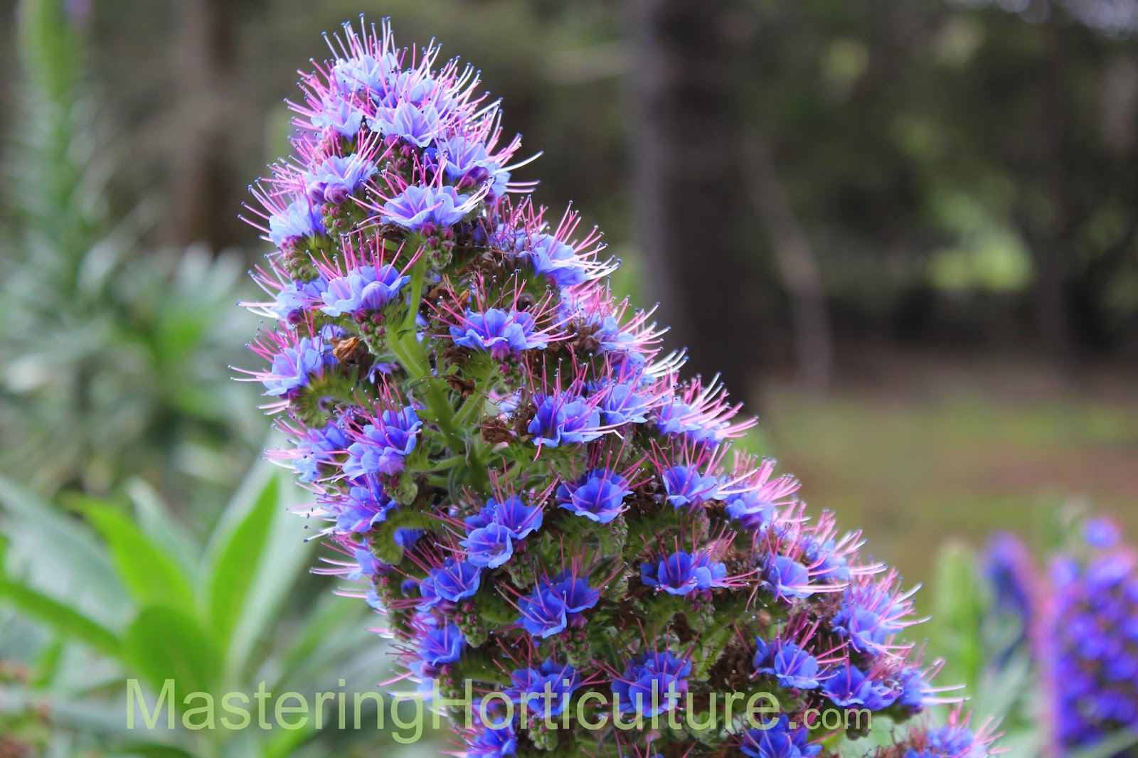 Mastering Horticulture: Pride of Madeira