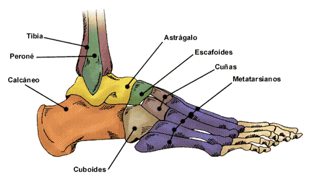 Anatomia humana y funcionamiento: HUESOS DEL TARSO