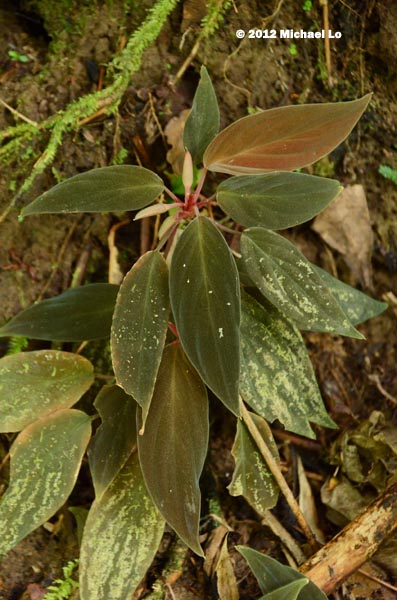 The rainforests of Borneo & Southeast Asia: Homalomena insignis "maroon ...