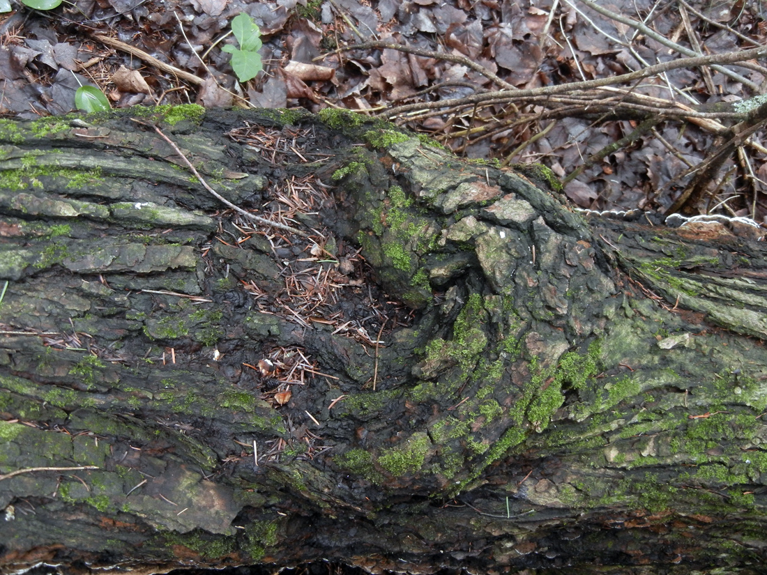 Weird and Wonderful Wild Mushrooms: Nature's Spray Paint: Inonotus ...