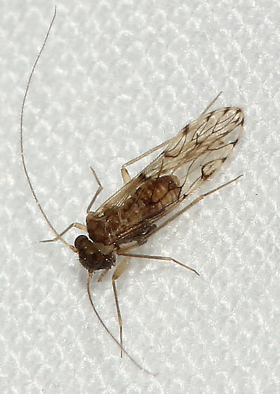 Variety of Life: Epipsocus