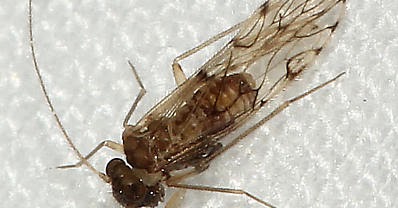 Variety of Life: Epipsocus