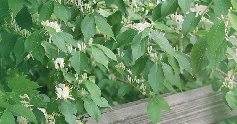 The Seasons: Black Locust | Life-n-Reflection