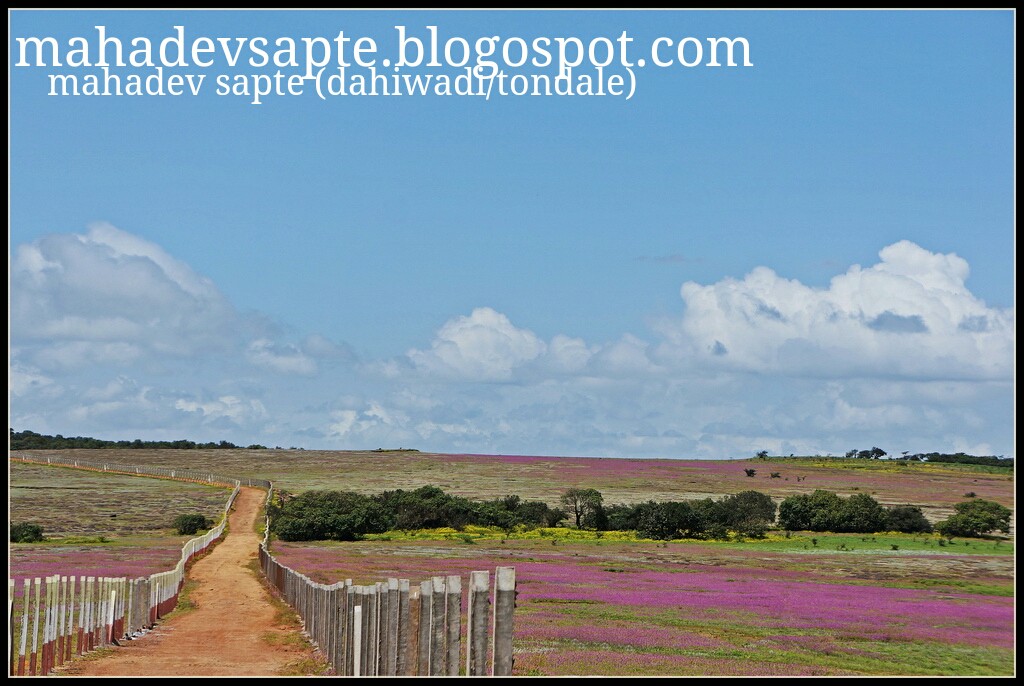 Kas Pathar - Satara : कास पठार- Kaas Plateau (Valley of Flowers) Photos ...