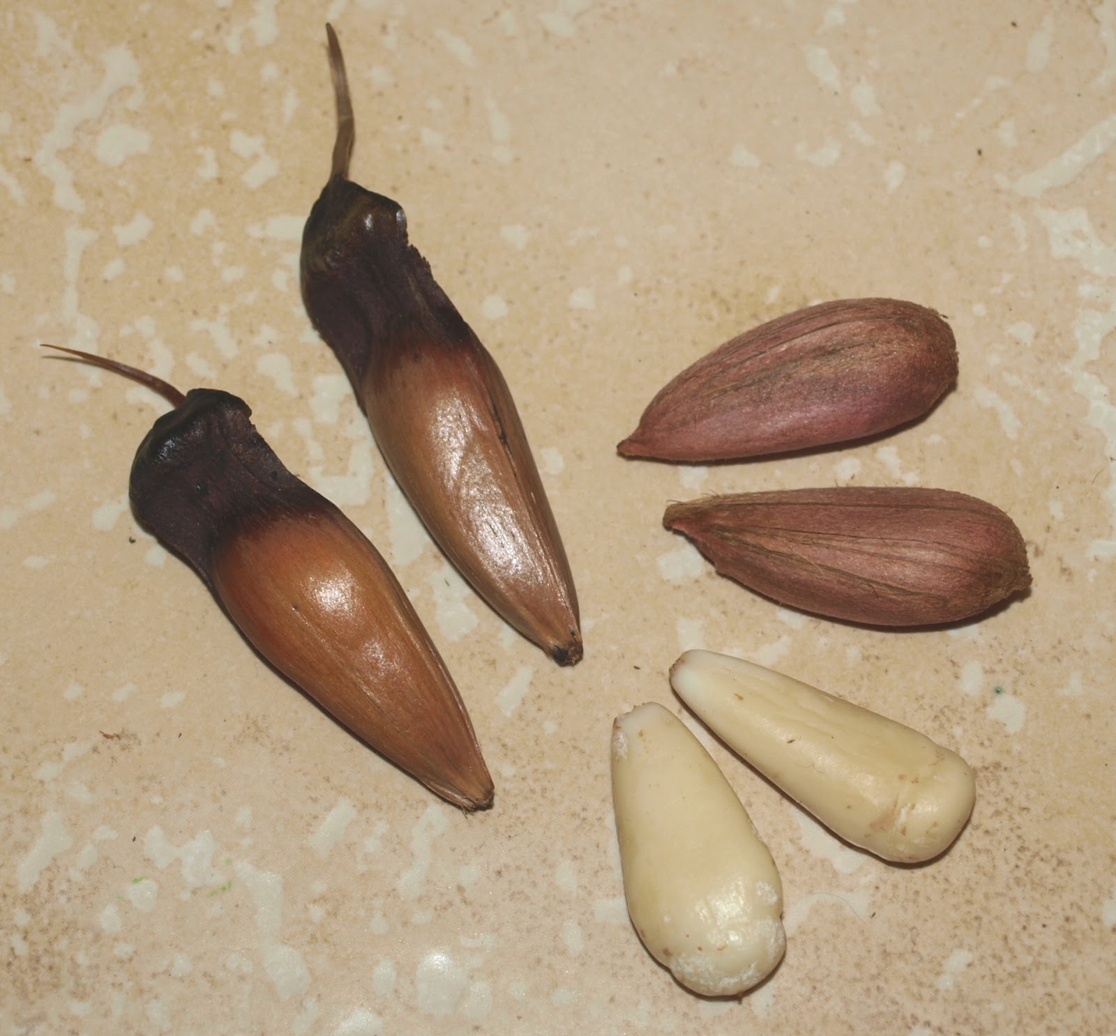 Raw Edible Plants: Monkey puzzle tree (Araucaria araucana)