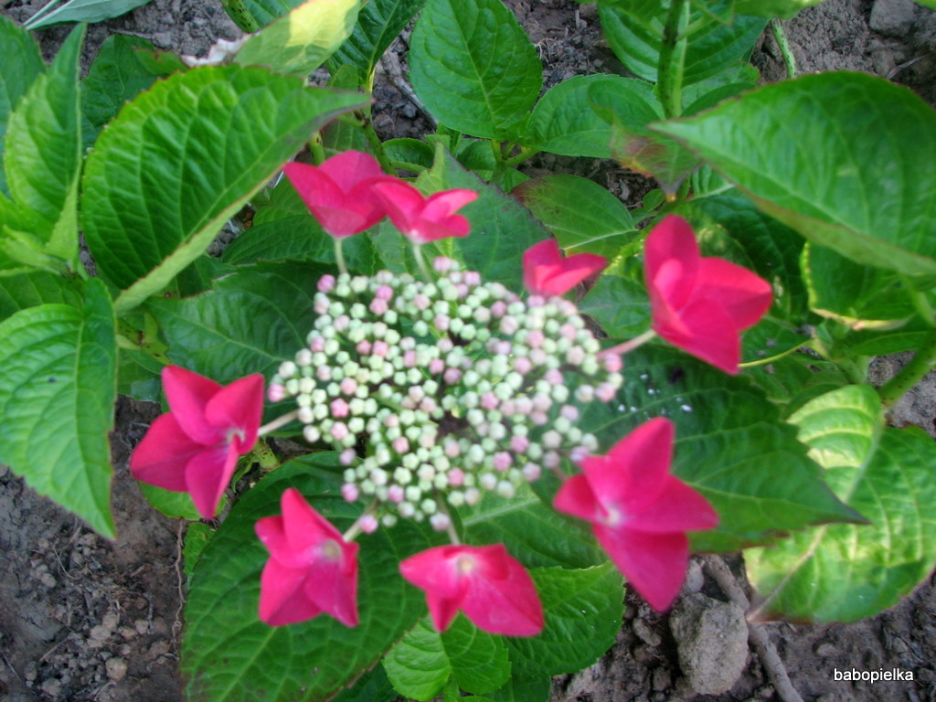 Hydrangea, Hortensja: Hydrangea macrophylla (Hortensja ogrodowa) 'Lady ...