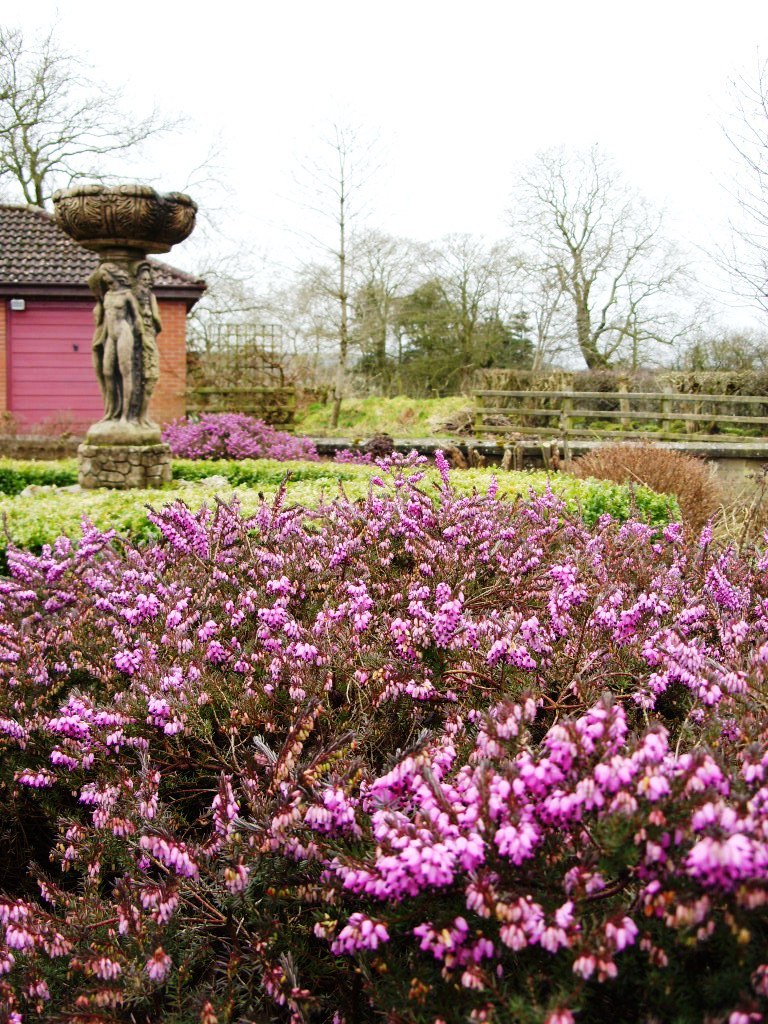 Kelli's Northern Ireland Garden: Irish Heather