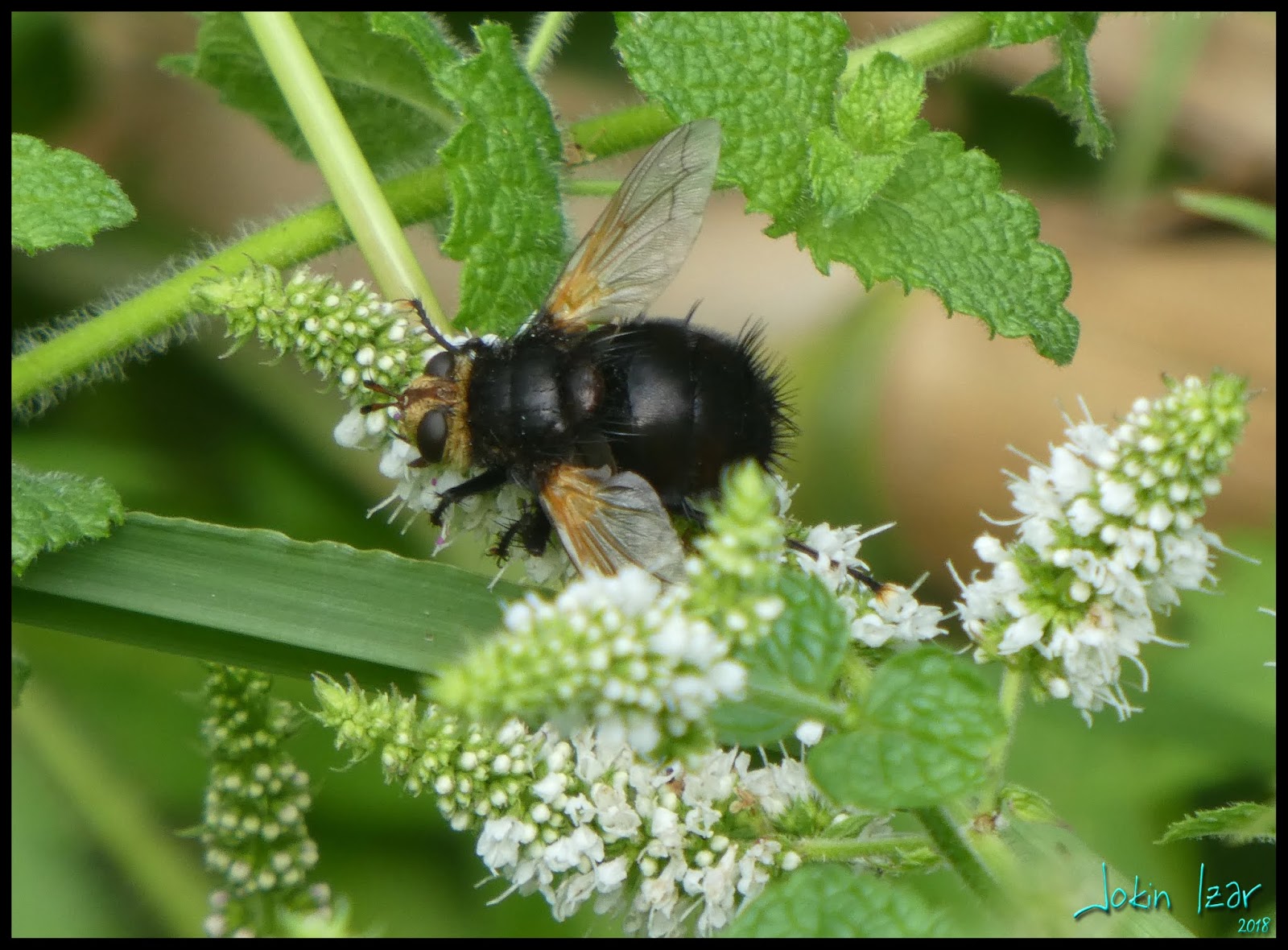 Iñurritza: Moscas - EULIAK