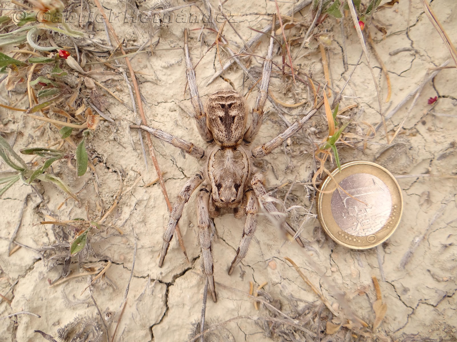 EL RINCÓN DEL VIEJO FORESTAL: TARÁNTULA (Lycosa tarantula)