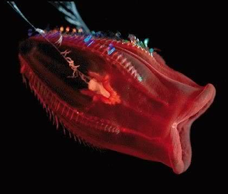 ANIMALES DE LA FOSA MARINA: Fosa de las Marianas