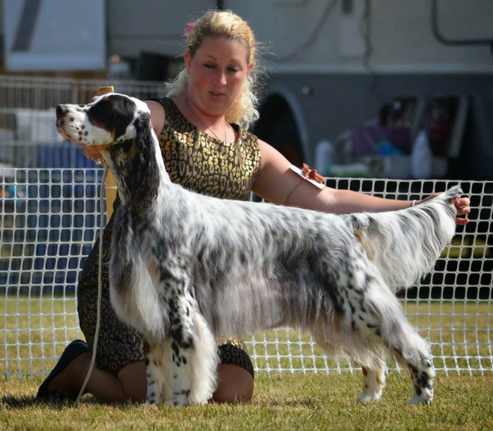 Linwood English Setters: TWO Canadian CH - ONE Weekend!