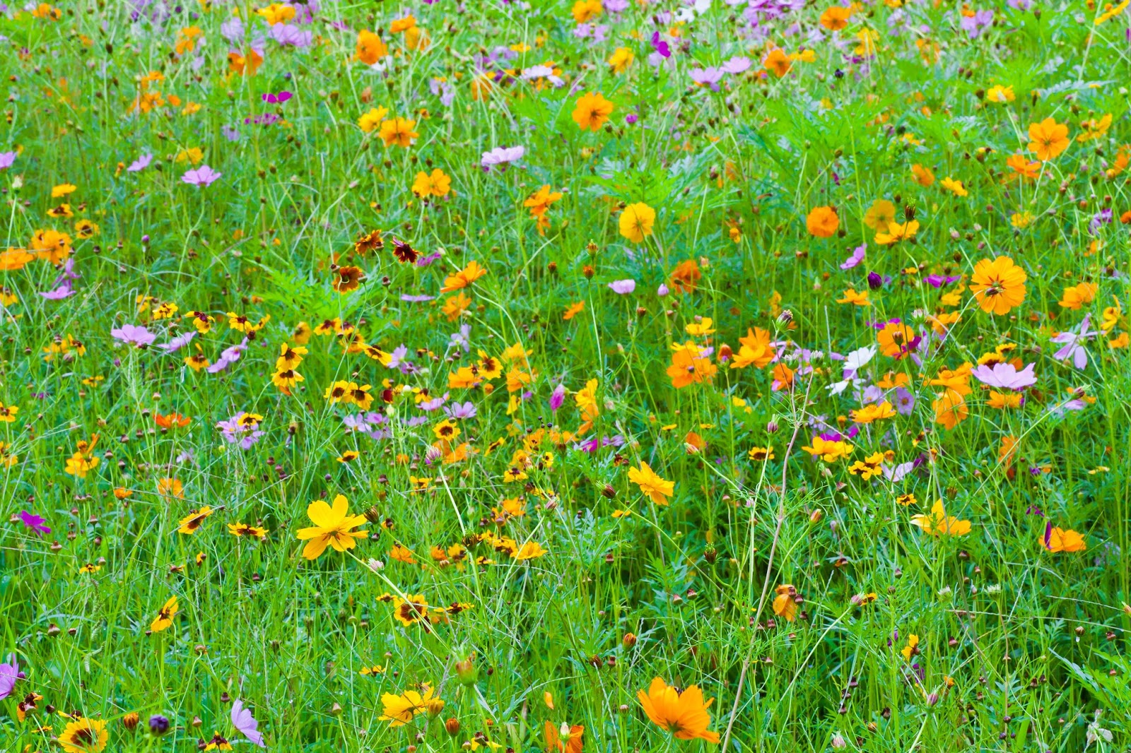 Lincoln's Domain: West Virginia Wildflowers