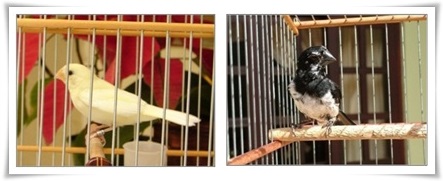 CURIOZEIROS: Curió branco, pássaro raro de extrema beleza!