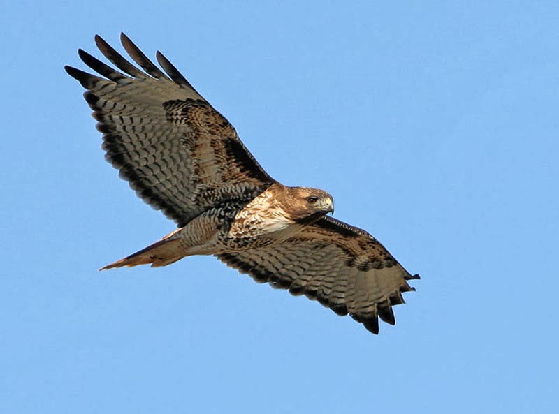 LPC Humane Society: Do Hawks Prey On Cats ( inquiring minds want to know )